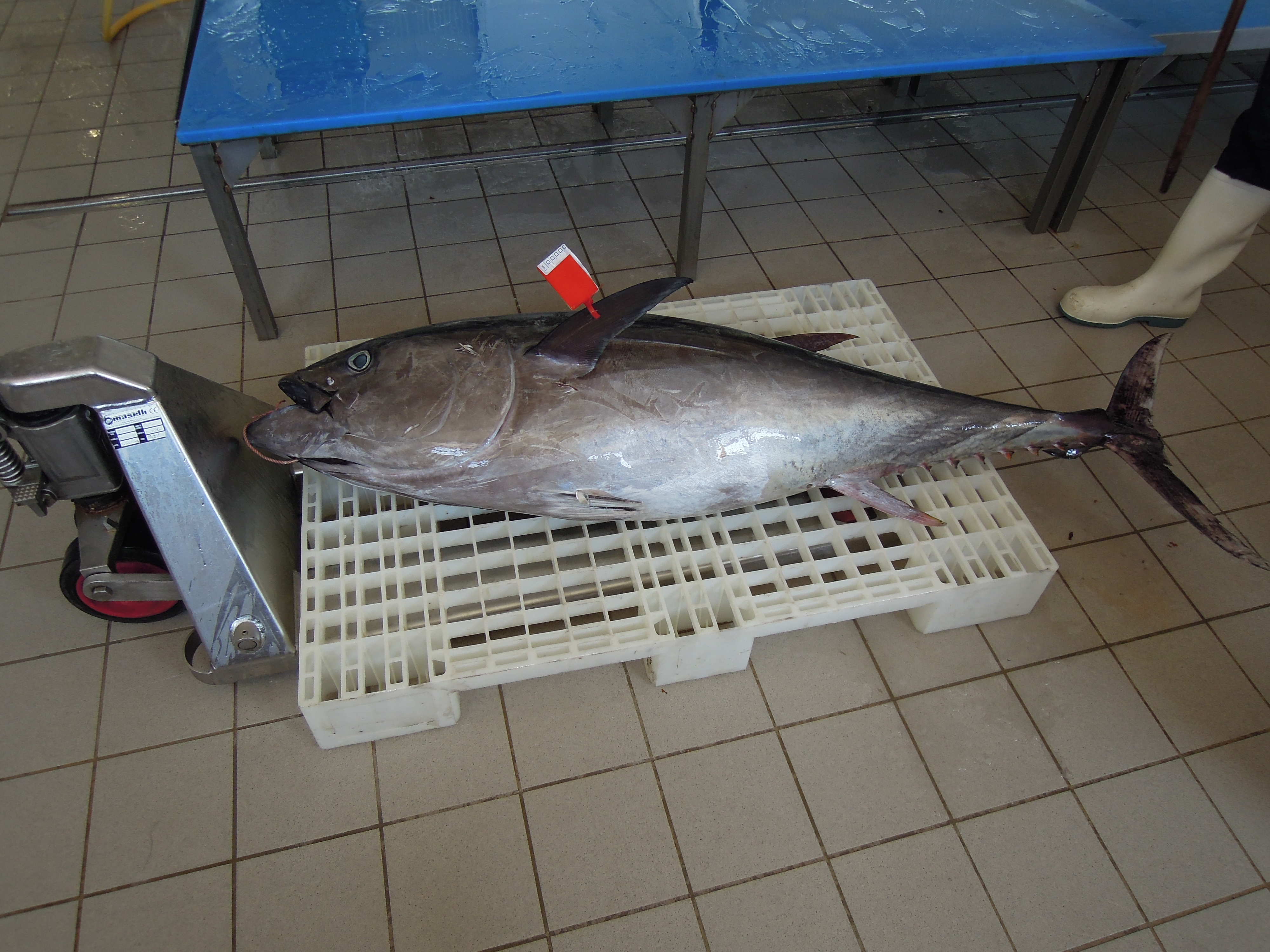 Fresh bluefin tuna fillet - A pearl of Sicily